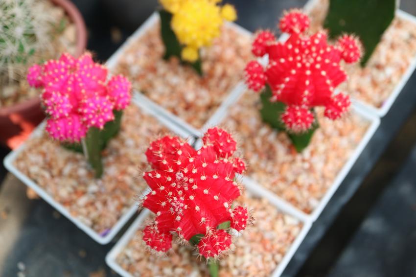 10 Colorful Indoor Plants That'll Look Gorgeous in Your Space | LoveToKnow