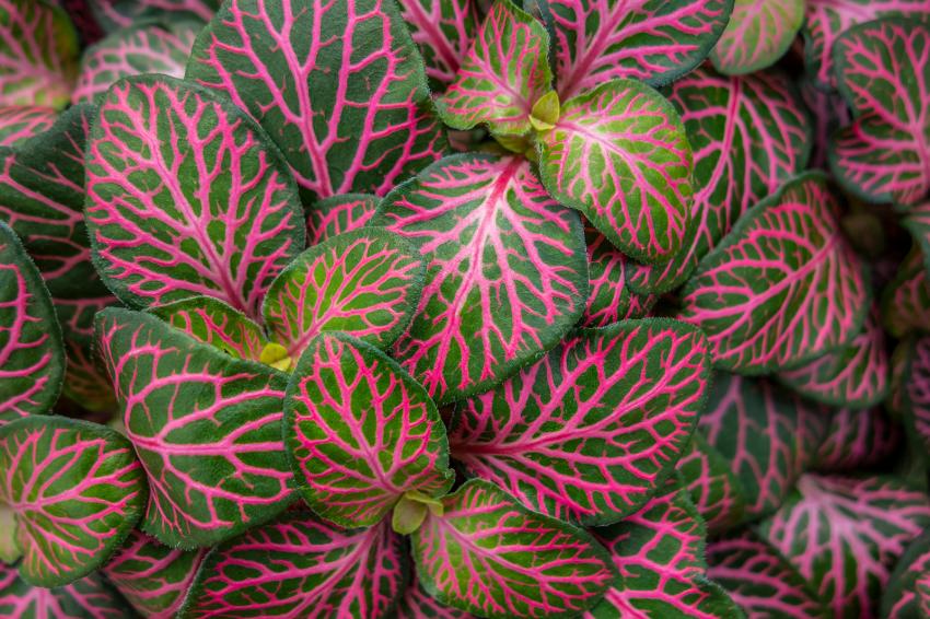 10 Colorful Indoor Plants That'll Look Gorgeous in Your Space | LoveToKnow