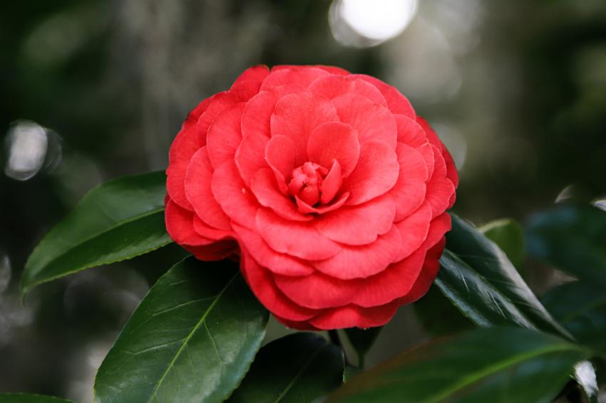 10 Flowers That Represent Love to Give to Someone You Adore | LoveToKnow