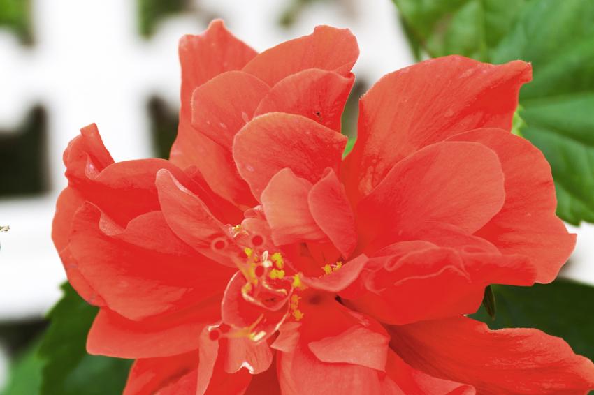 10 Flowers That Represent Love to Give to Someone You Adore | LoveToKnow