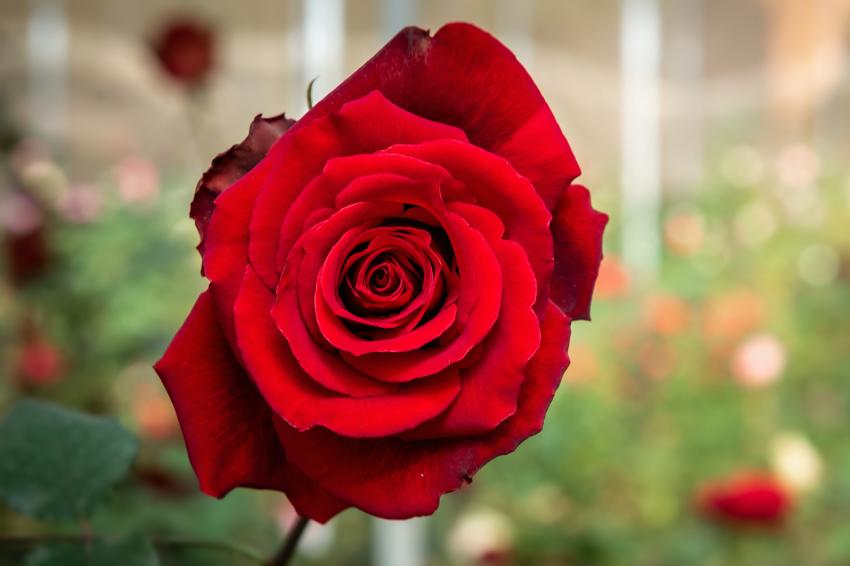 10 Flowers That Represent Love to Give to Someone You Adore | LoveToKnow