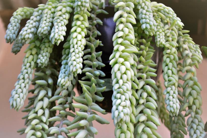 12 Best Hanging Indoor Plants to Beautify Your Home | LoveToKnow