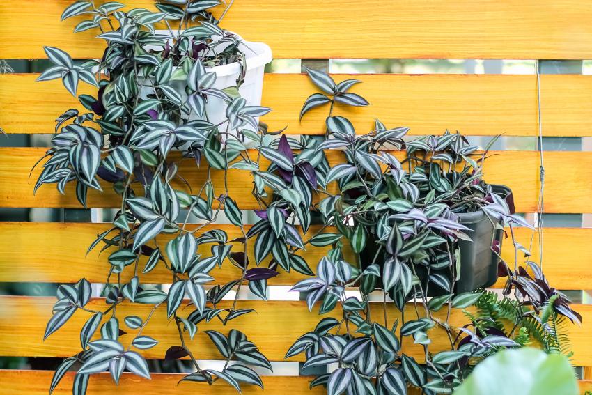 12 Best Hanging Indoor Plants to Beautify Your Home | LoveToKnow