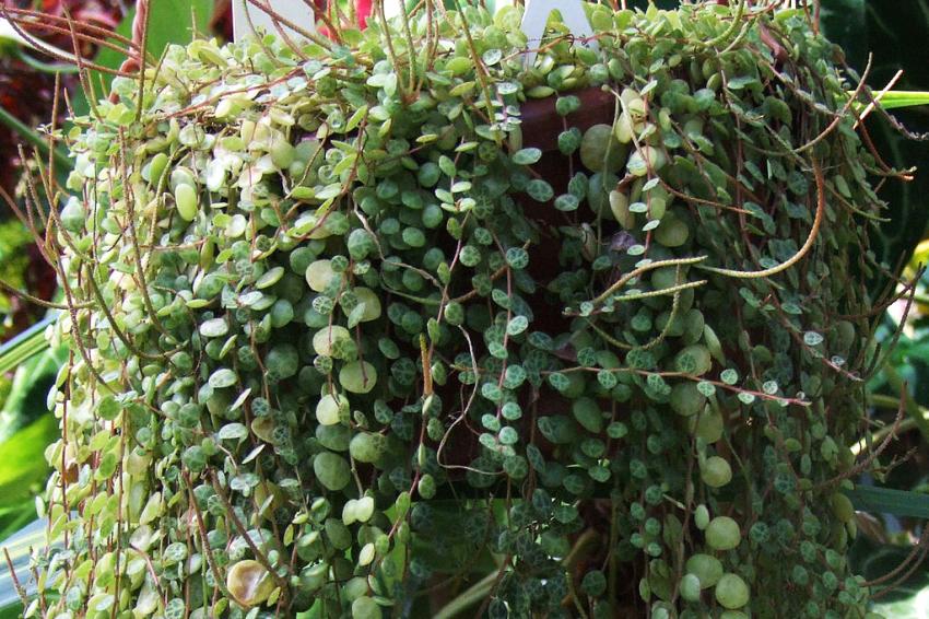 12 Best Hanging Indoor Plants to Beautify Your Home | LoveToKnow
