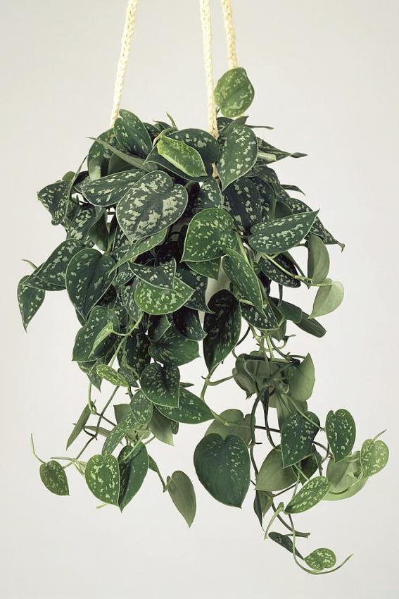 12 Best Hanging Indoor Plants to Beautify Your Home | LoveToKnow