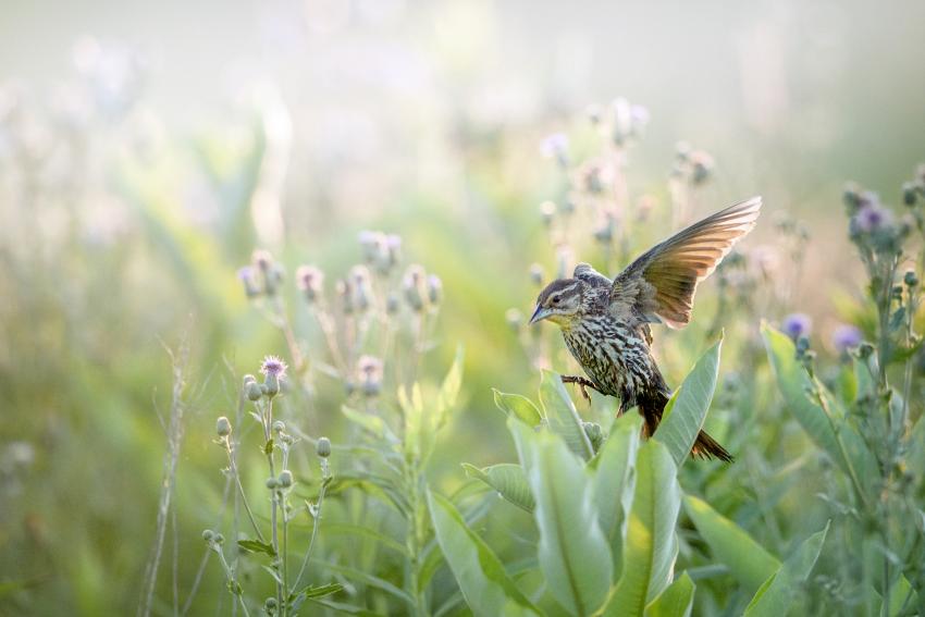 32 Meditation Garden Ideas for a Peaceful Outdoor Space | LoveToKnow