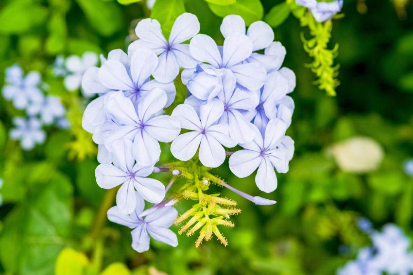 10+ Beautiful Xeriscaping Plants for a Low-Water Garden | LoveToKnow