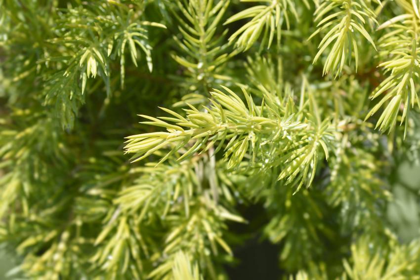 10+ Beautiful Xeriscaping Plants for a Low-Water Garden | LoveToKnow