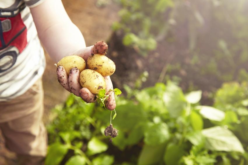 10 Tasty Vegetables to Plant in Spring | LoveToKnow