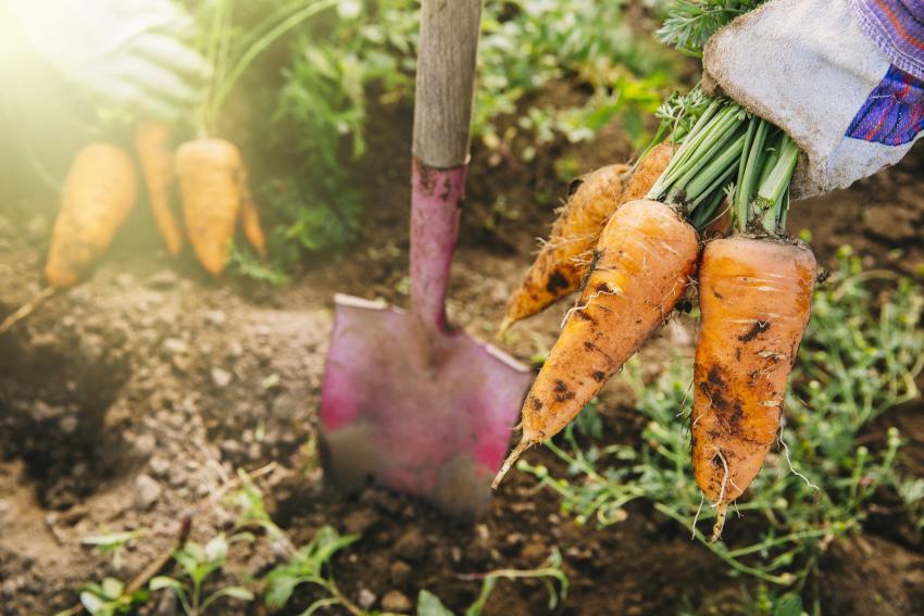 10 Tasty Vegetables to Plant in Spring | LoveToKnow