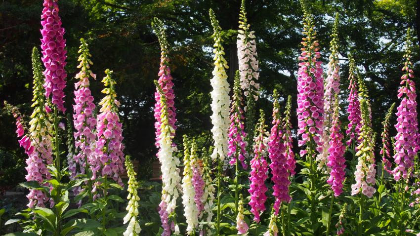 12 Flowers That Attract & Feed Hummingbirds | LoveToKnow