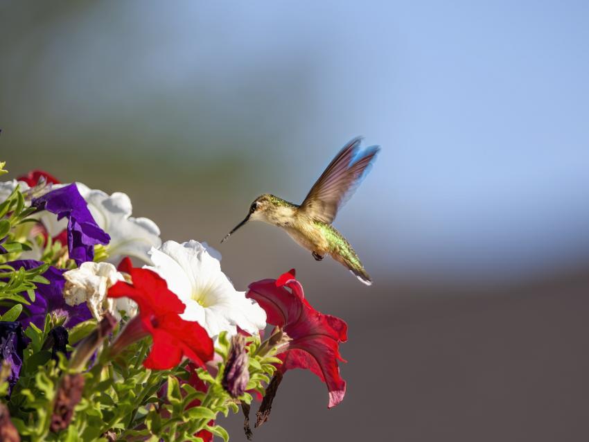 12 Flowers That Attract & Feed Hummingbirds | LoveToKnow