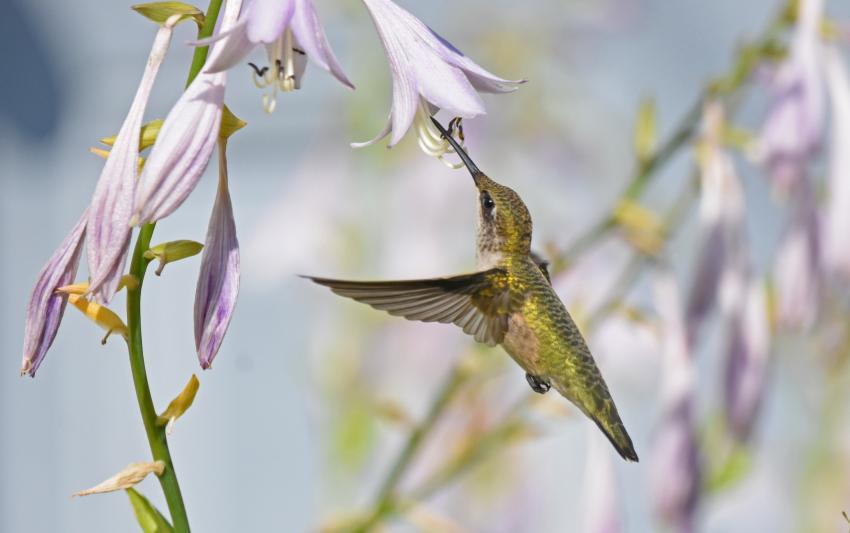 12 Flowers That Attract & Feed Hummingbirds | LoveToKnow