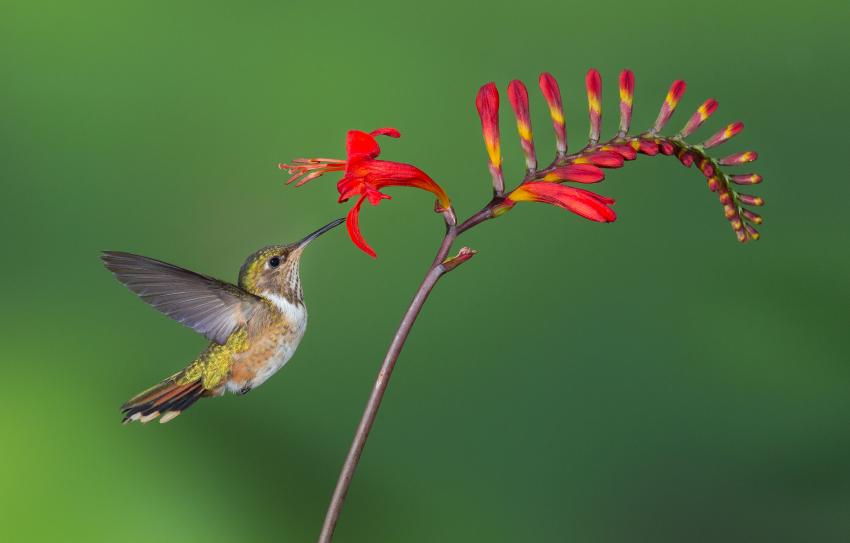 12 Flowers That Attract & Feed Hummingbirds | LoveToKnow