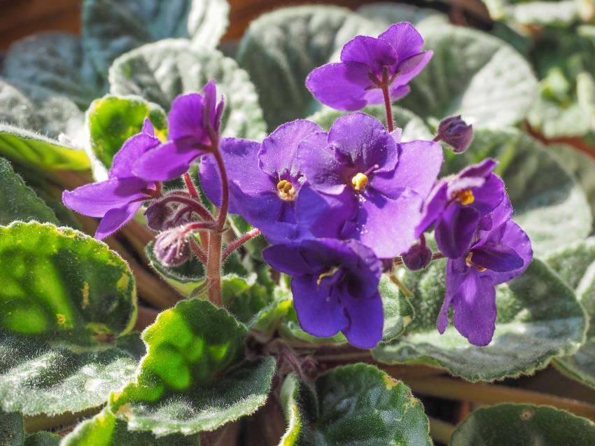 23+ Purple Flowers to Bring Your Garden a Pop of Color | LoveToKnow