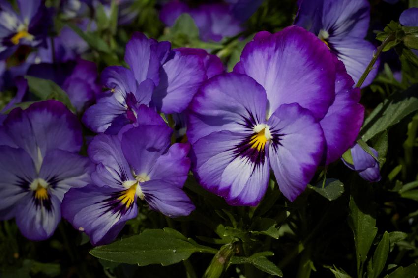 23+ Purple Flowers to Bring Your Garden a Pop of Color | LoveToKnow