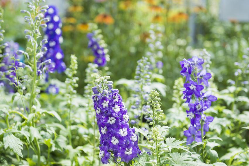 12 Pretty June Flowers That Welcome Summer | LoveToKnow