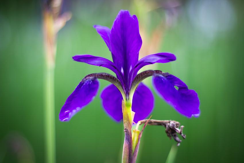 23+ Purple Flowers to Bring Your Garden a Pop of Color | LoveToKnow