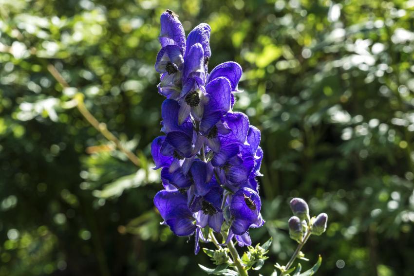 23+ Purple Flowers to Bring Your Garden a Pop of Color | LoveToKnow