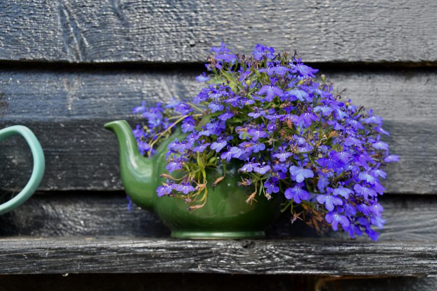 23+ Purple Flowers to Bring Your Garden a Pop of Color | LoveToKnow
