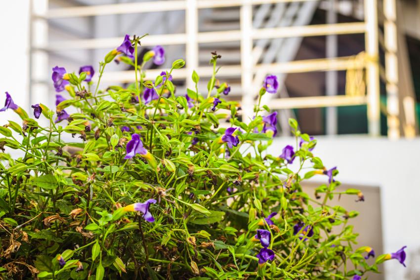 23+ Purple Flowers to Bring Your Garden a Pop of Color | LoveToKnow