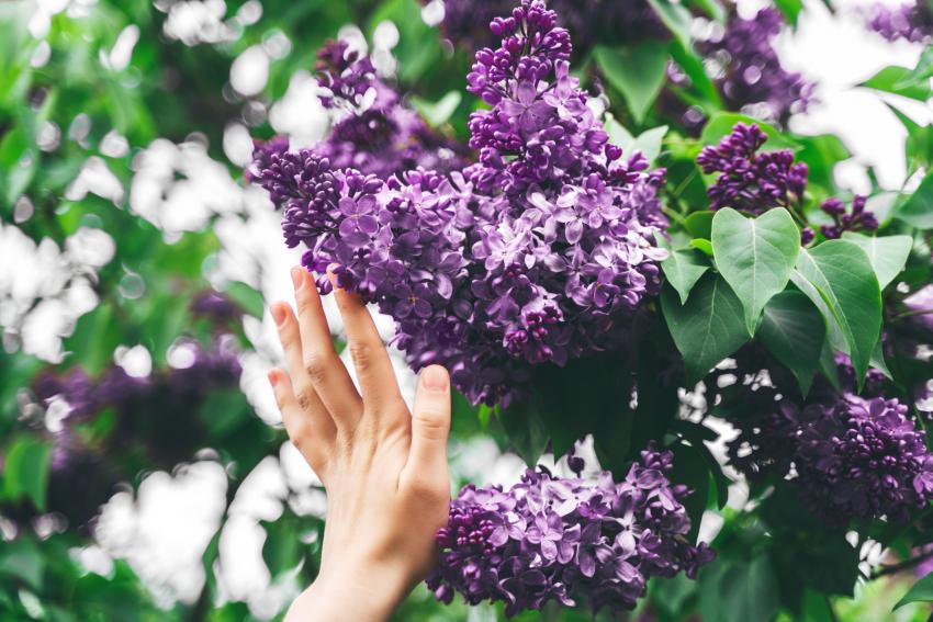 23+ Purple Flowers to Bring Your Garden a Pop of Color | LoveToKnow