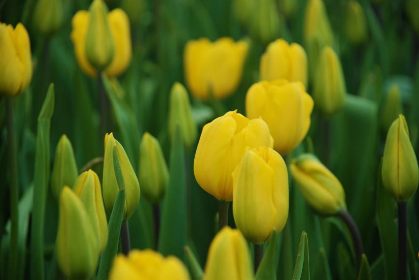 15 Yellow Spring Flowers for a Pop of Sunny Color | LoveToKnow