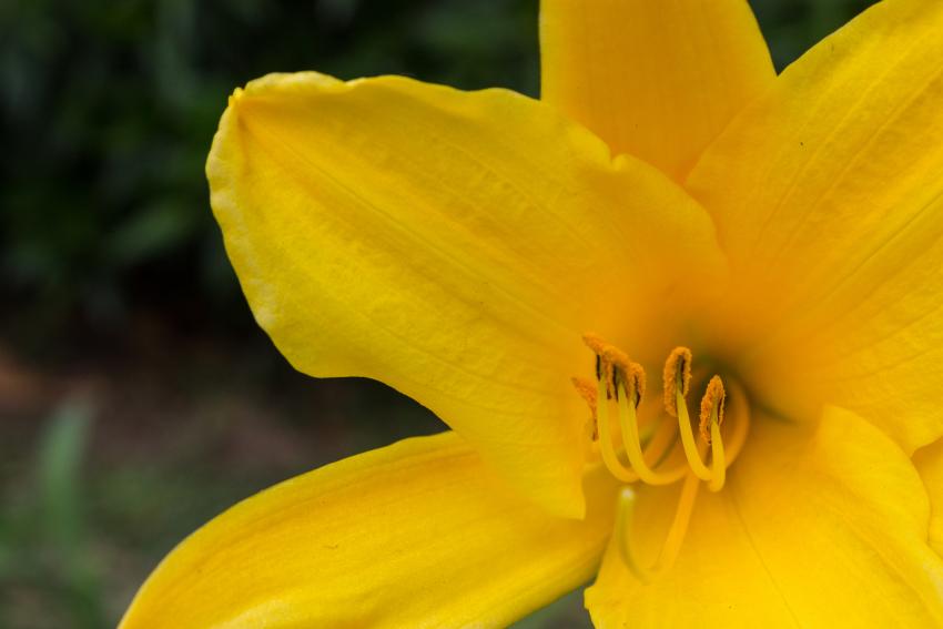 15 Yellow Spring Flowers for a Pop of Sunny Color | LoveToKnow