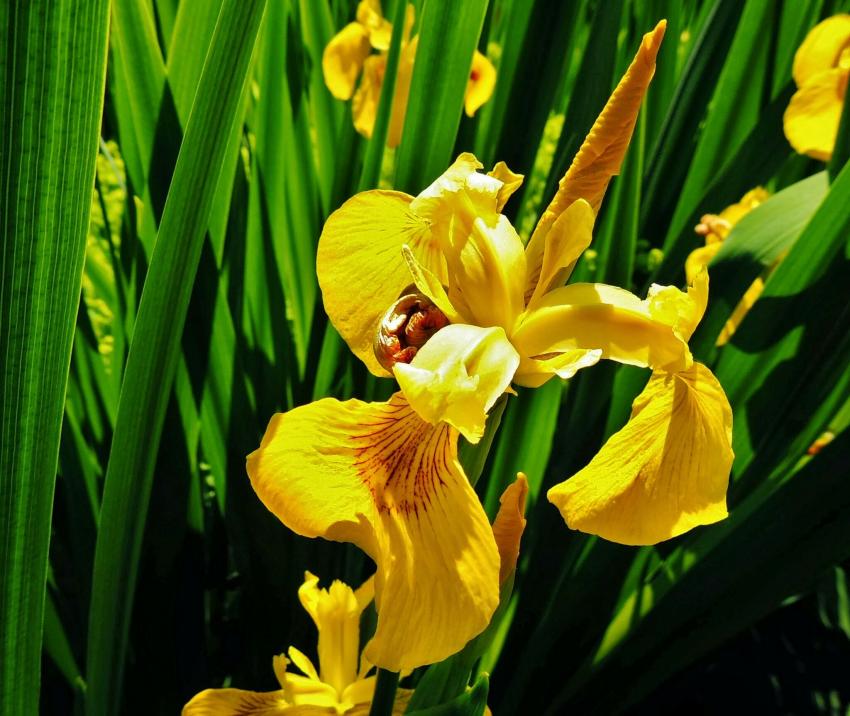 15 Yellow Spring Flowers for a Pop of Sunny Color | LoveToKnow