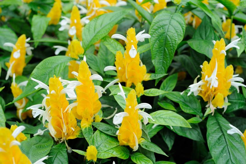 15 Yellow Spring Flowers for a Pop of Sunny Color | LoveToKnow