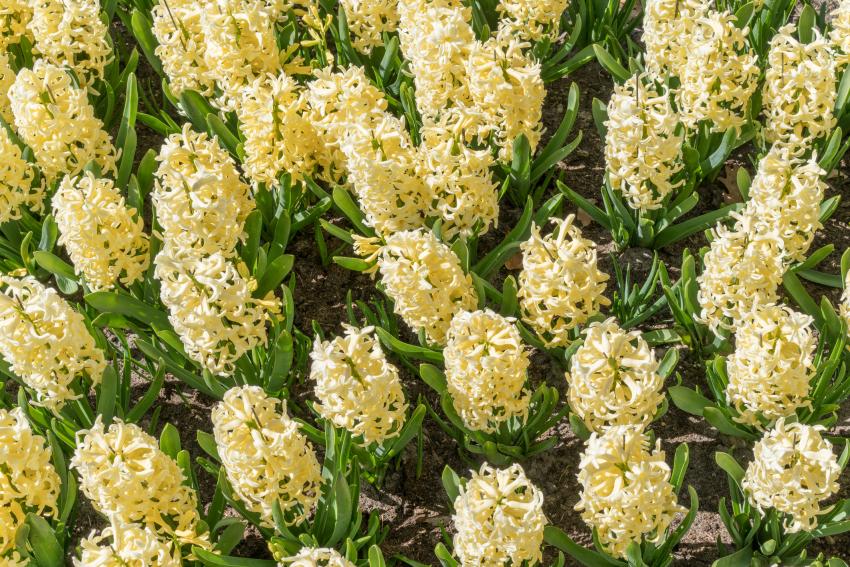 15 Yellow Spring Flowers for a Pop of Sunny Color | LoveToKnow