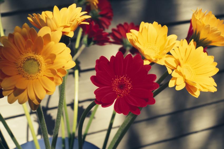 11 Easter Flowers & Plants With Special Meaning | LoveToKnow