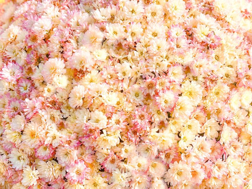 11 Easter Flowers & Plants With Special Meaning | LoveToKnow