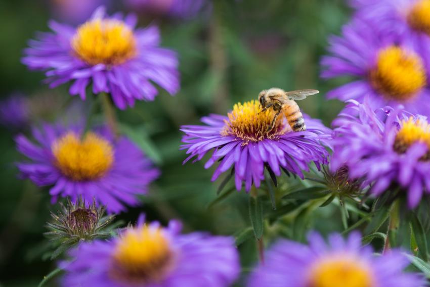 17 Best Plants for Pollinators to Keep Your Garden Buzzing | LoveToKnow