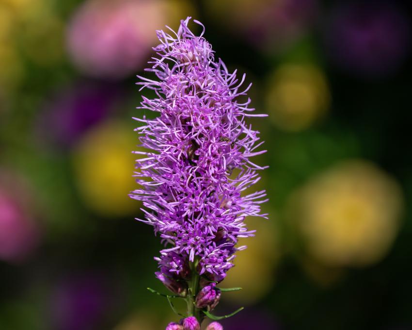 17 Best Plants for Pollinators to Keep Your Garden Buzzing | LoveToKnow