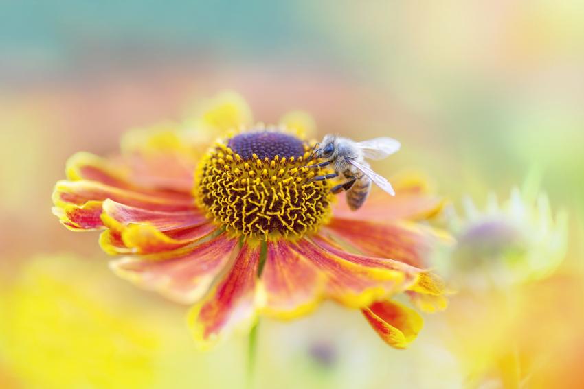 17 Best Plants for Pollinators to Keep Your Garden Buzzing | LoveToKnow
