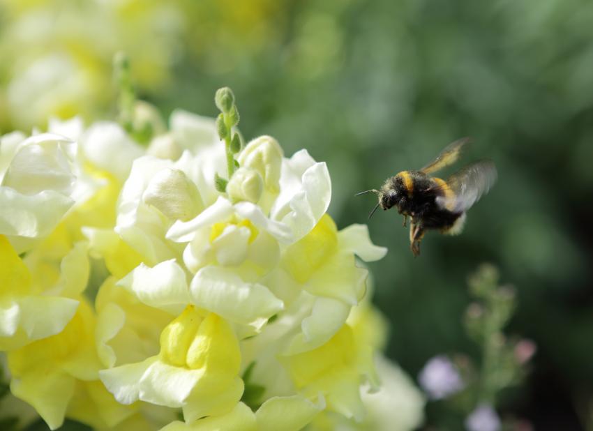 17 Best Plants for Pollinators to Keep Your Garden Buzzing | LoveToKnow