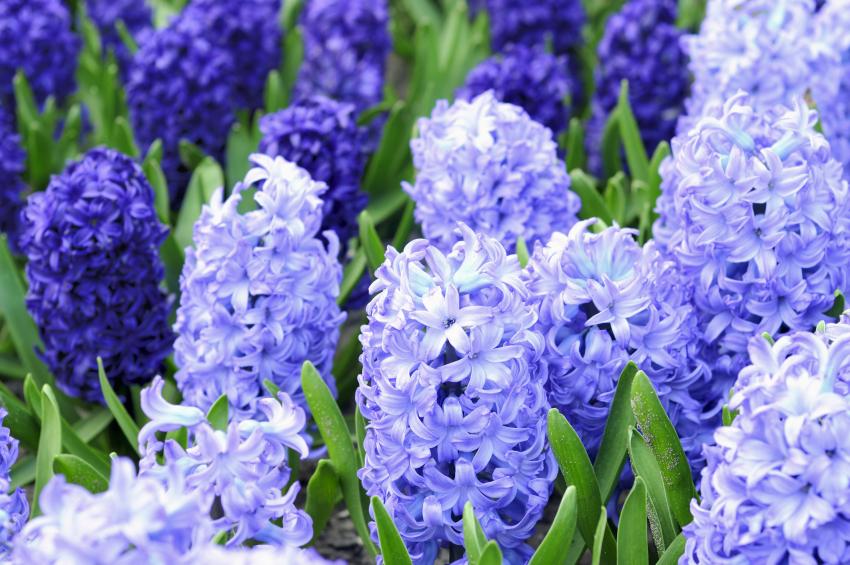 16 Early Spring Flowers That Chase Away Winter's Chill | LoveToKnow