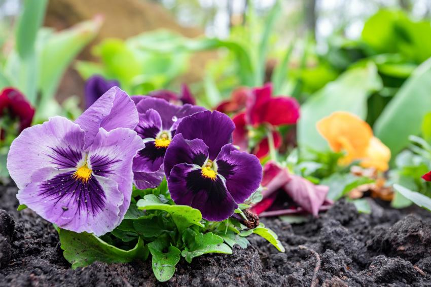 16 Early Spring Flowers That Chase Away Winter's Chill | LoveToKnow