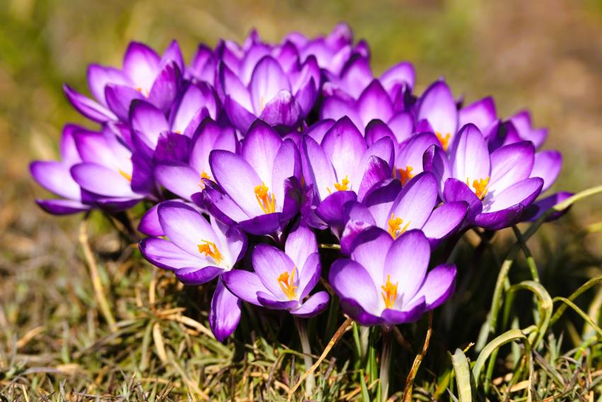 16 Early Spring Flowers That Chase Away Winter's Chill | LoveToKnow