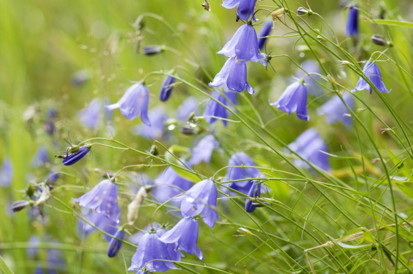 8 Spring Flowering Bulbs to Awaken Your Garden From Winter | LoveToKnow
