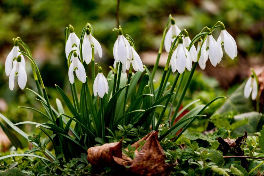 8 Spring Flowering Bulbs to Awaken Your Garden From Winter | LoveToKnow