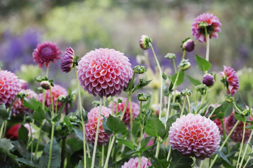 9 Bulbs to Plant in Spring for a Gorgeous Garden All Year | LoveToKnow