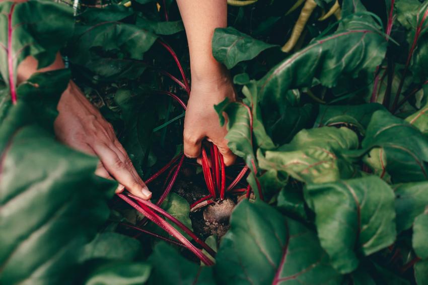 10 Unbeetable Beets Companion Plants for a Healthy Harvest | LoveToKnow