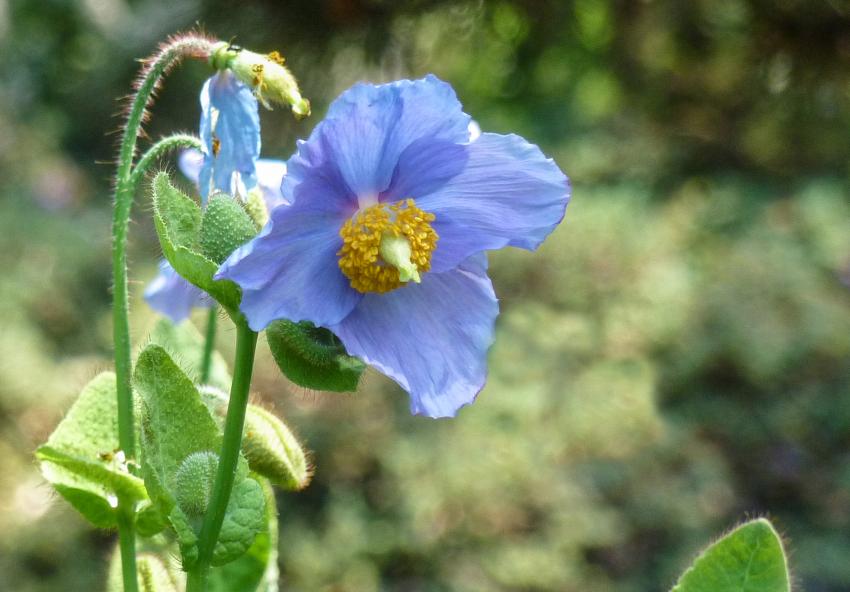 Meaning and Symbolism of Different Color Poppies | LoveToKnow