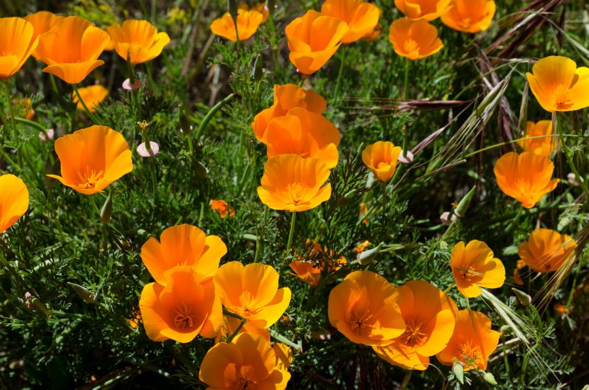 Meaning and Symbolism of Different Color Poppies | LoveToKnow