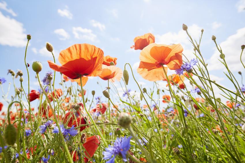 Meaning and Symbolism of Different Color Poppies | LoveToKnow