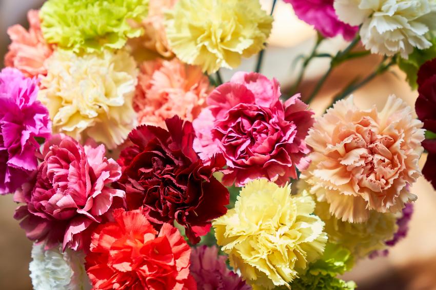 Meaning & Symbolism of Different Colors of Carnations | LoveToKnow
