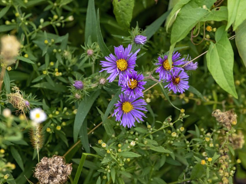20 Best Sun-Loving Perennials That Thrive in Bright Light | LoveToKnow