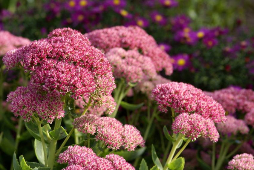 20 Best Sun-Loving Perennials That Thrive in Bright Light | LoveToKnow
